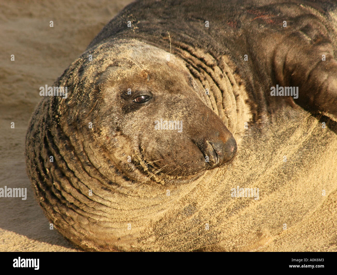 Grey Seal on the beach at Horsey in north east Norfolk England UK Stock ...