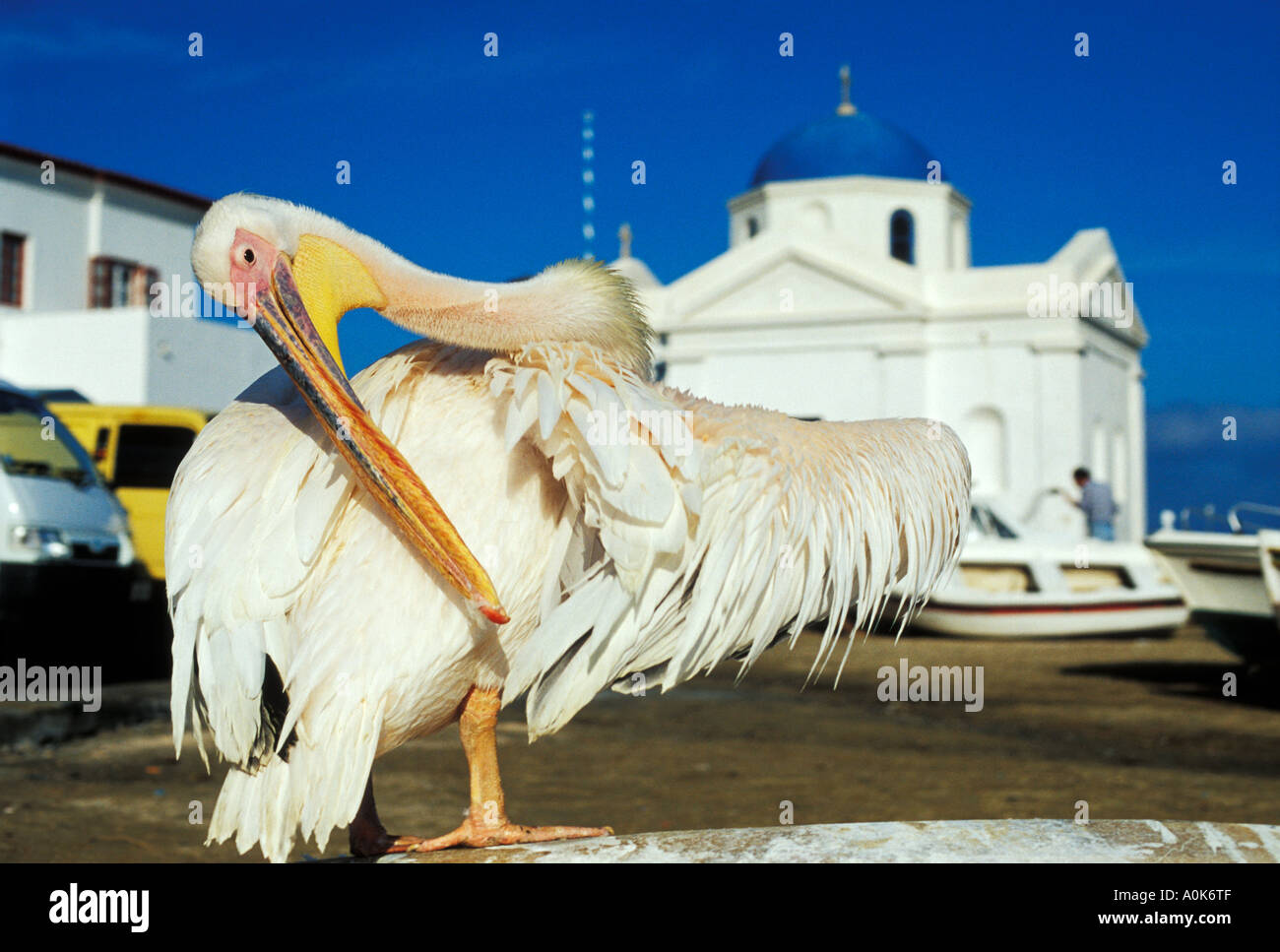 Petros, pelican mascot of Mykonos, Greek Islands, Greece Stock Photo ...