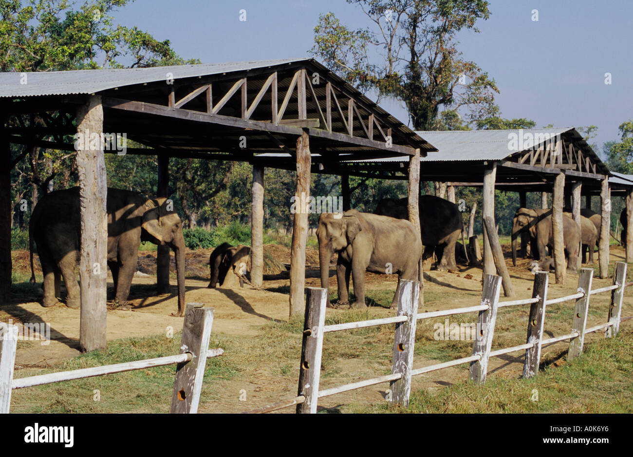 Elephants at the Elephant Breeding Centre, Chitwan NP Nepal Stock Photo ...