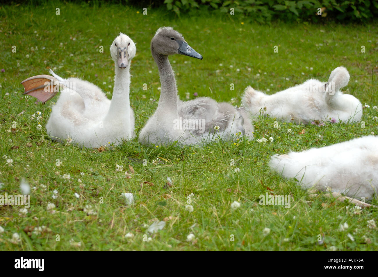 Aquatic swans hi-res stock photography and images - Alamy