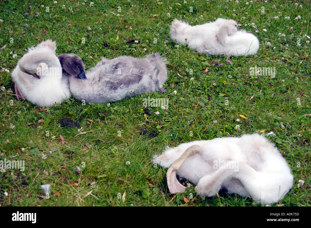 Aquatic swans hi-res stock photography and images - Alamy