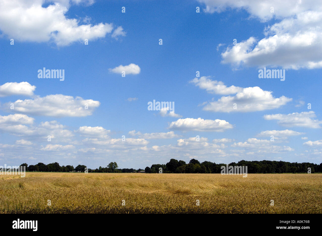 Typical friesian landscape Ostfriesland Niedersachsen Germany Stock ...