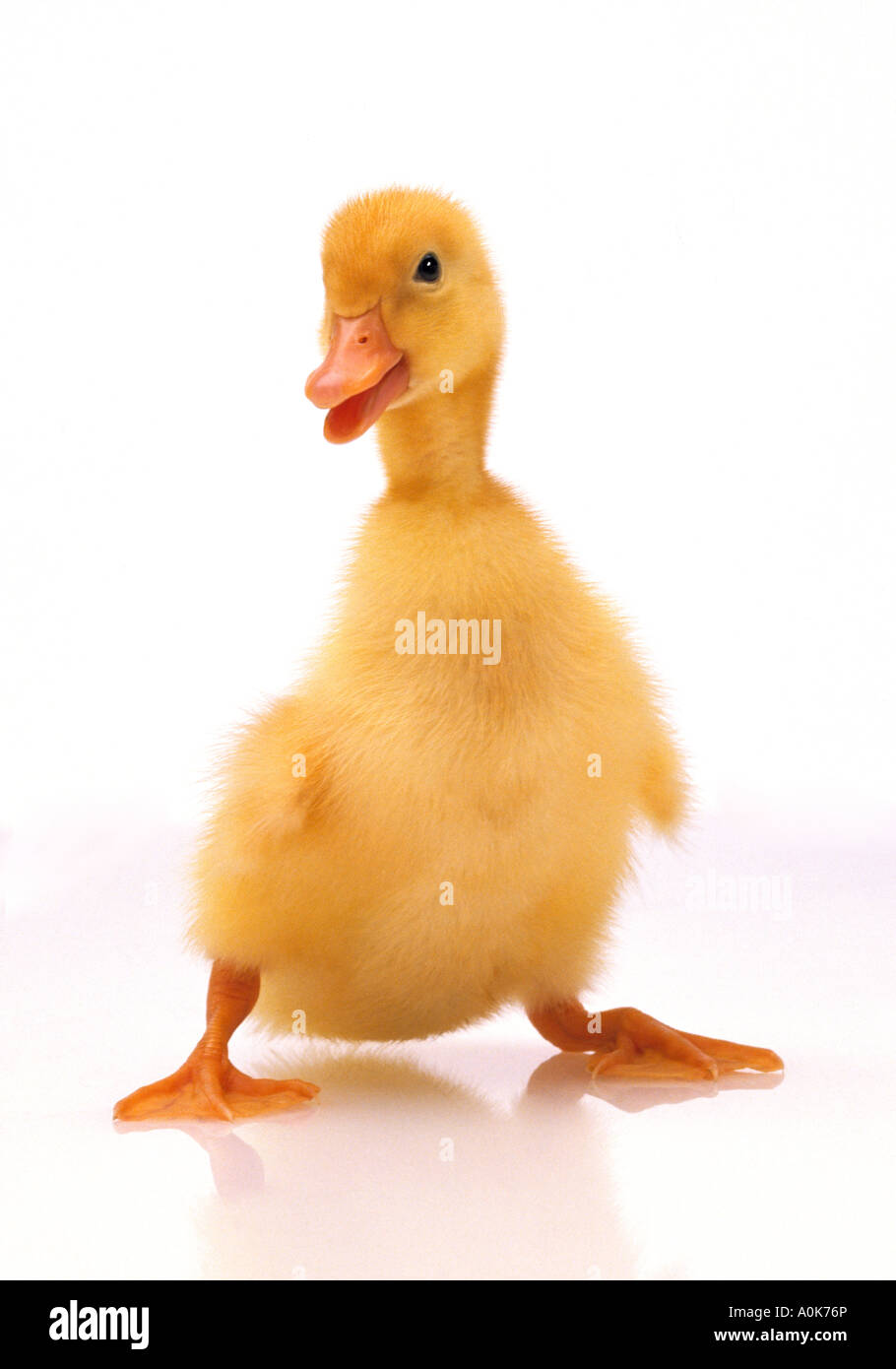 Duck with yellow bill hi-res stock photography and images - Alamy