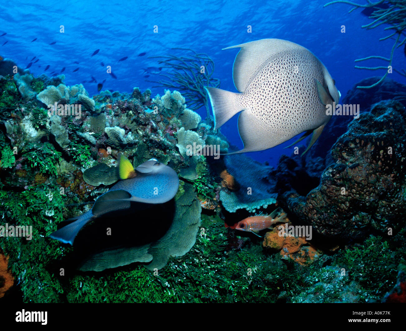 Gray angel fish, Paradise reef, Cozumel Mexico Stock Photo - Alamy