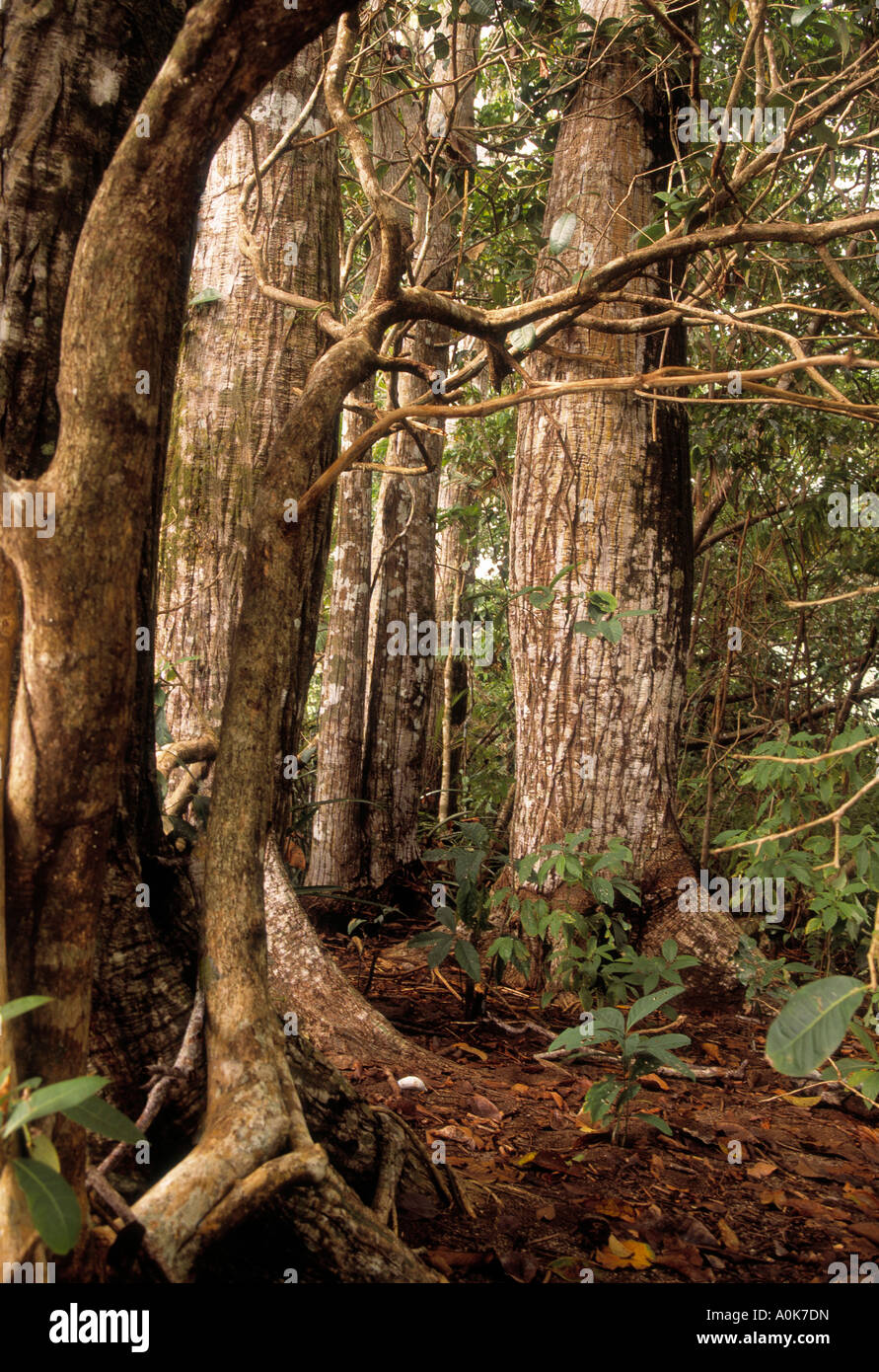 Osa Peninsula, Rain Forest Stock Photo - Alamy