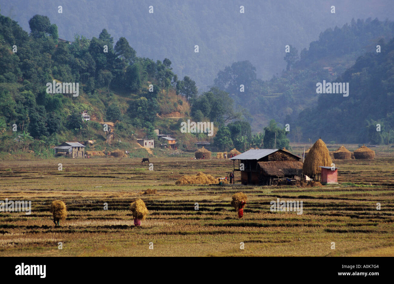 Nepali farming scene near Pokhara Nepal Stock Photo - Alamy