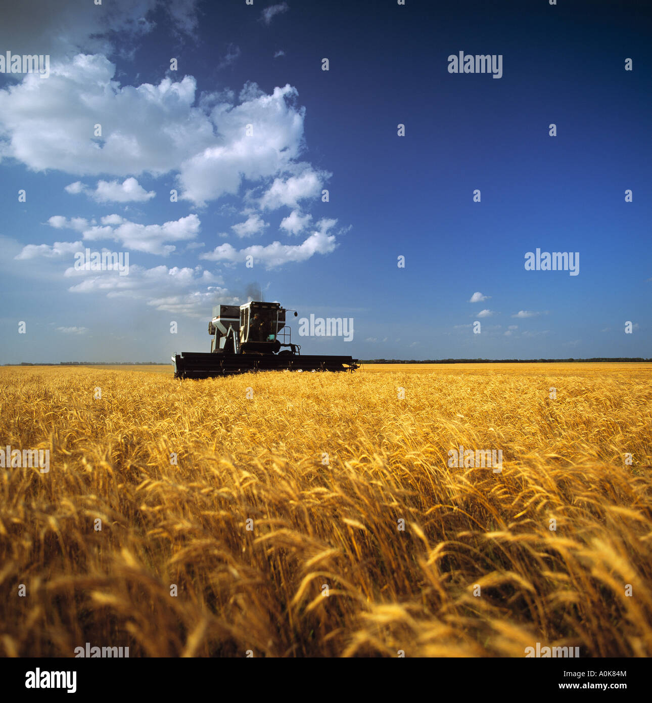 Kansas wheat field hi-res stock photography and images - Alamy