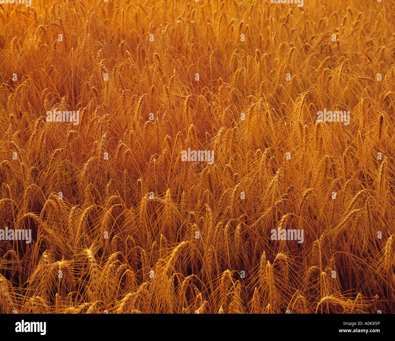 High angle of a Kansas wheatfield in warm light of late afternoon Stock ...