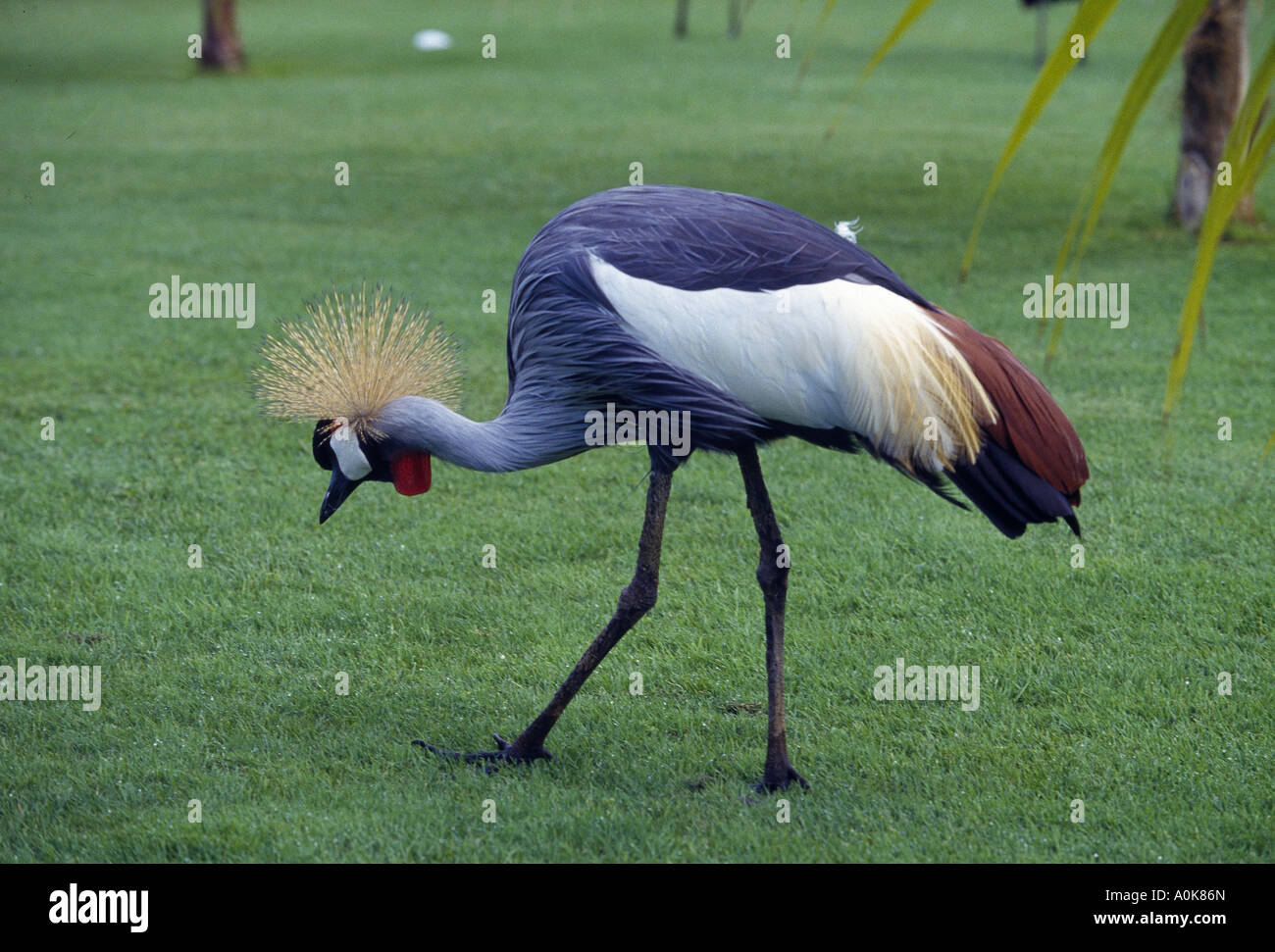 Loro hi-res stock photography and images - Alamy