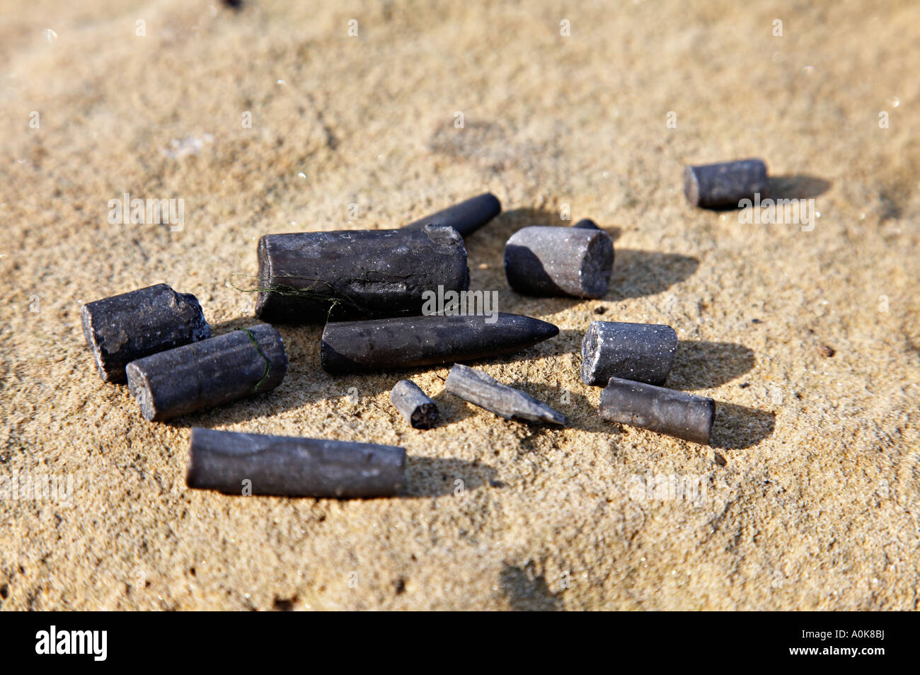 Bullet shaped fossils hi-res stock photography and images - Alamy