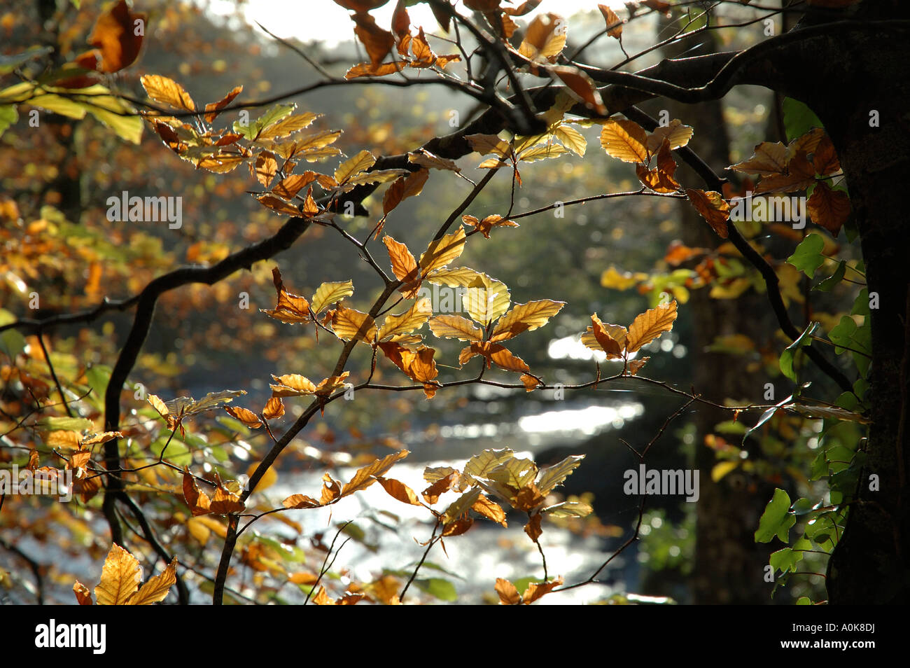 Riverside beech tree hi-res stock photography and images - Alamy