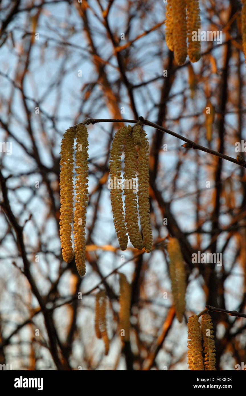 Hazel Catkins in Cornish hedgerow Stock Photo - Alamy