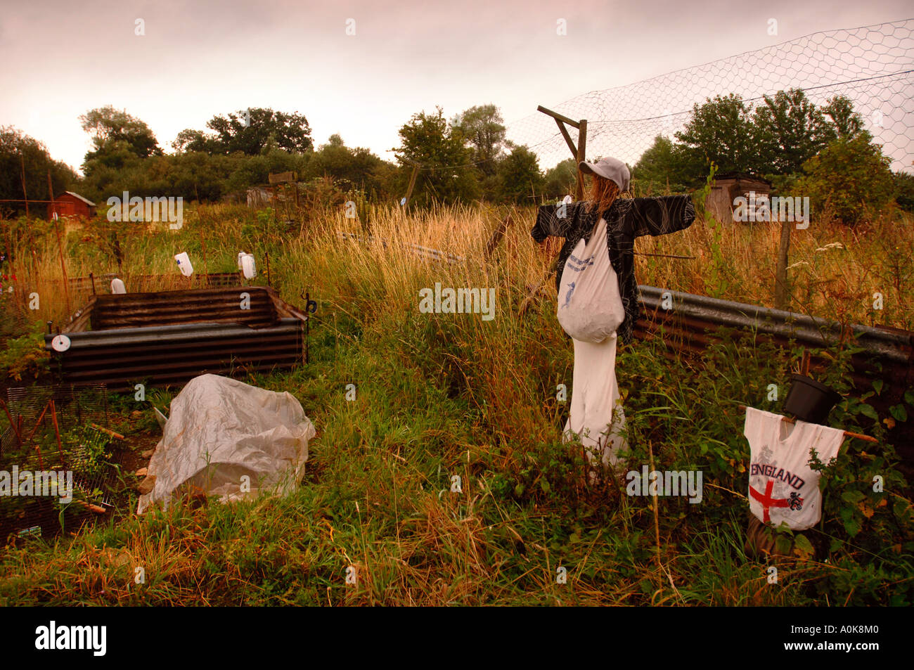 TWO SCARECROWS ONE WEARING AN ENGLAND FOOTBALL SHIRT IN AN ALLOTMENT UK ...
