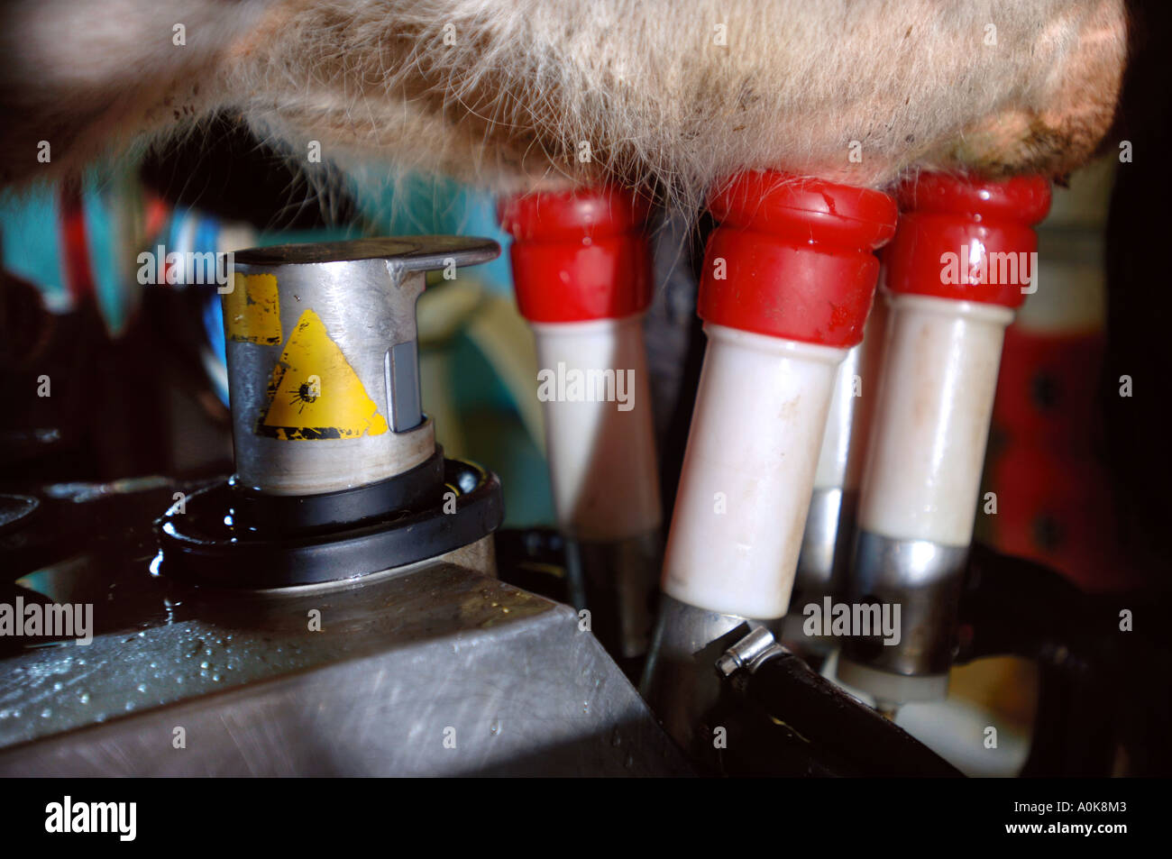 THE VOLUNTARY MILKING SYSTEM IN AN OXFORDSHIRE DAIRY FARM THE TEAT CUPS ...