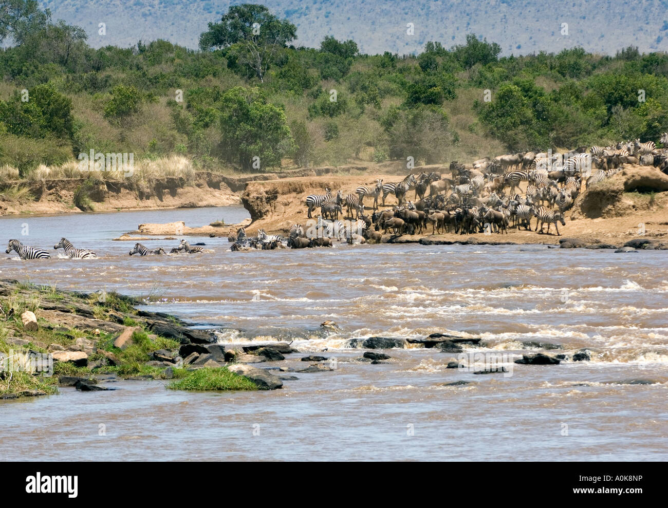 Zebra and Wilderbeast Migration Crossing River in Kenya's Maasai Mara ...