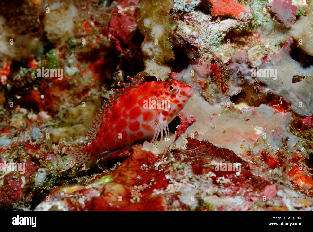 Pixy Hawkfish Cirrhitichthys oxycephalus Indian Ocean Maldives Island ...