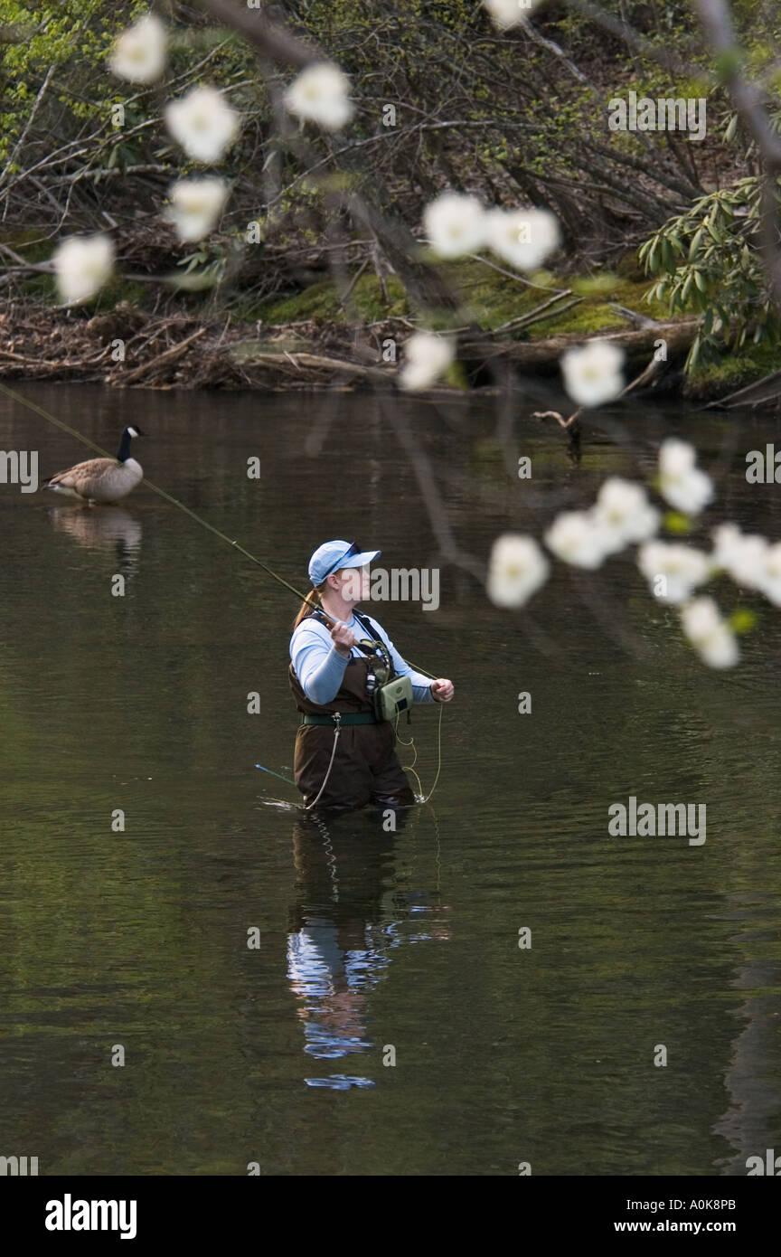 Lady fly fishing hi-res stock photography and images - Alamy