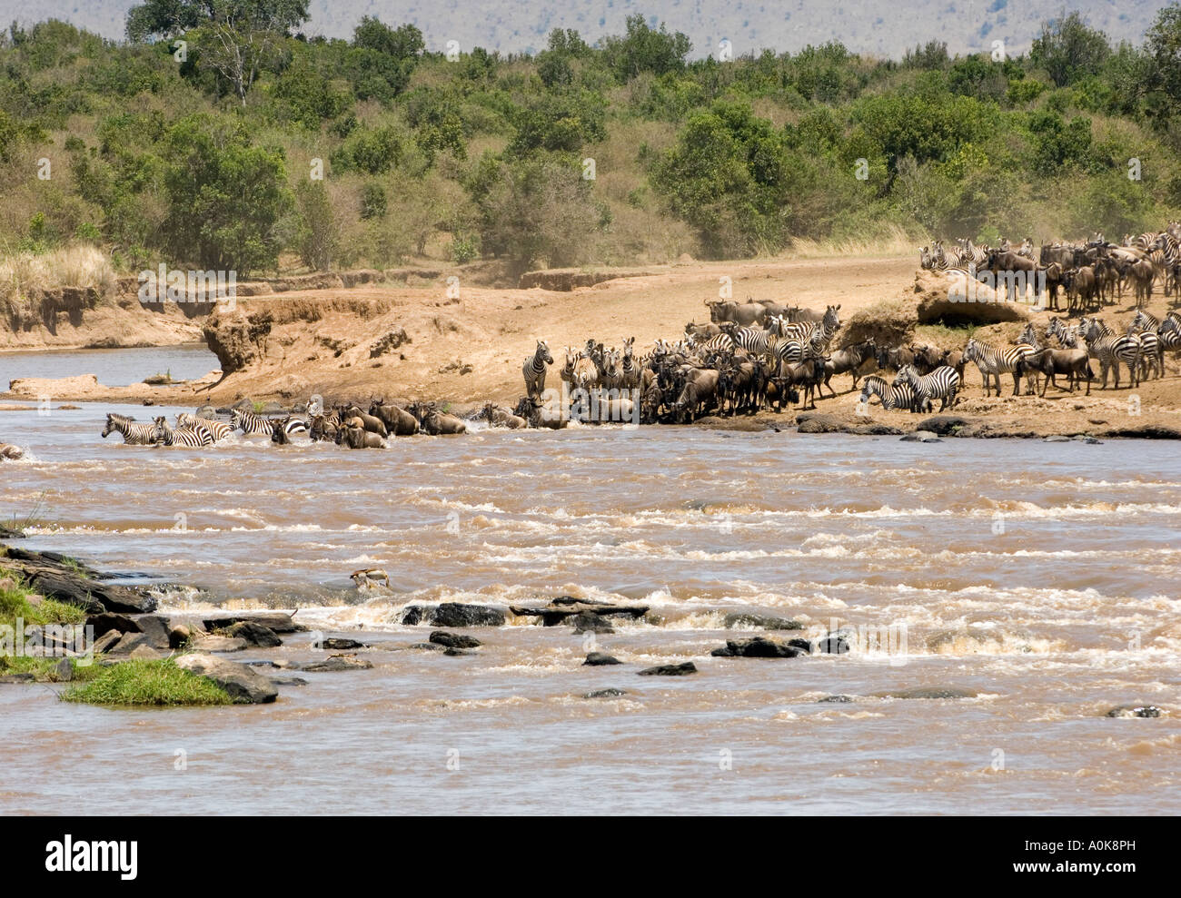 Zebra and Wilderbeast Migration Crossing River in Kenya's Maasai Mara ...