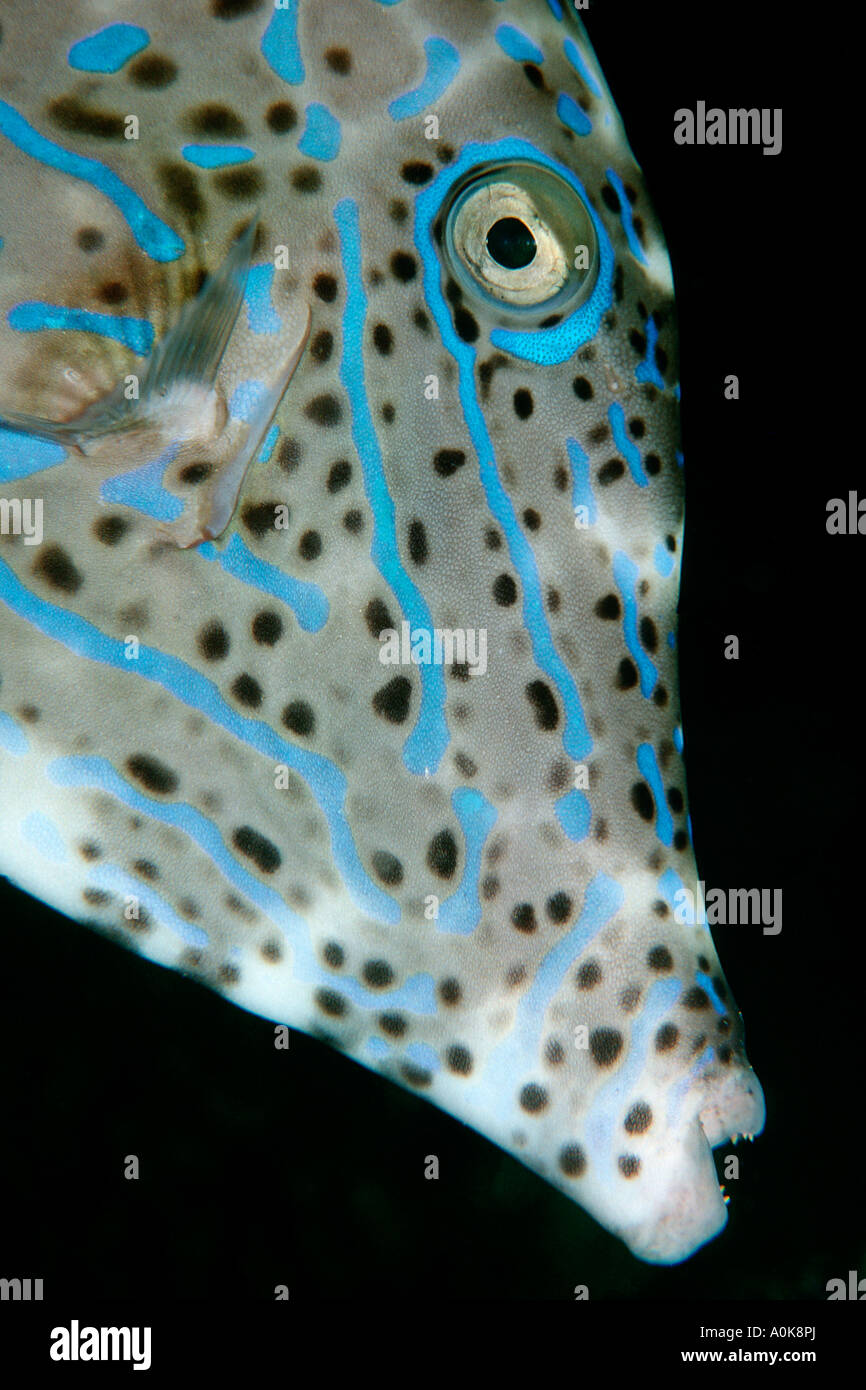 Scribbled filefish Aluterus scriptus Indian Ocean Maldives Island Stock ...