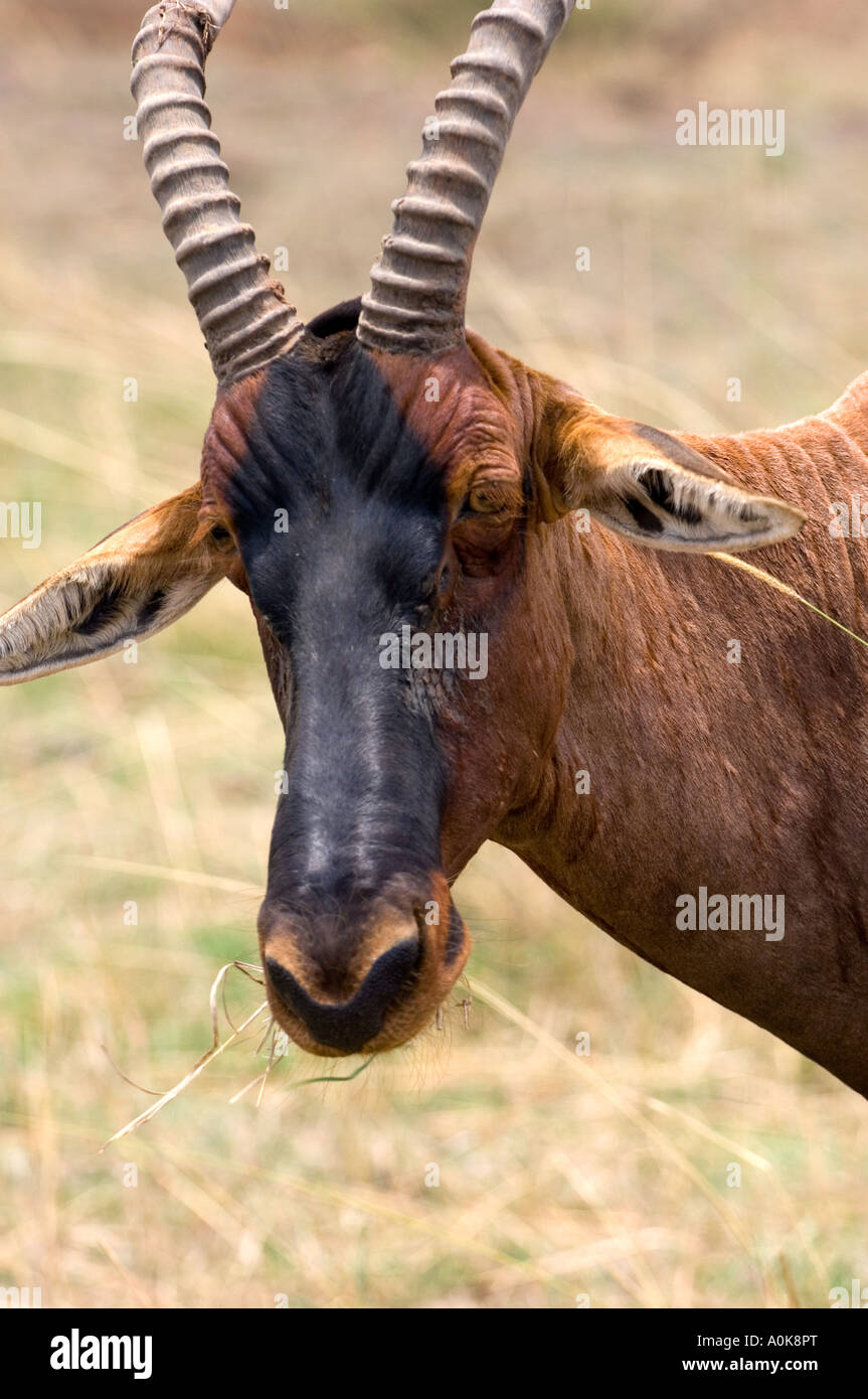Topi in Kenya's Maasai Mara Stock Photo - Alamy