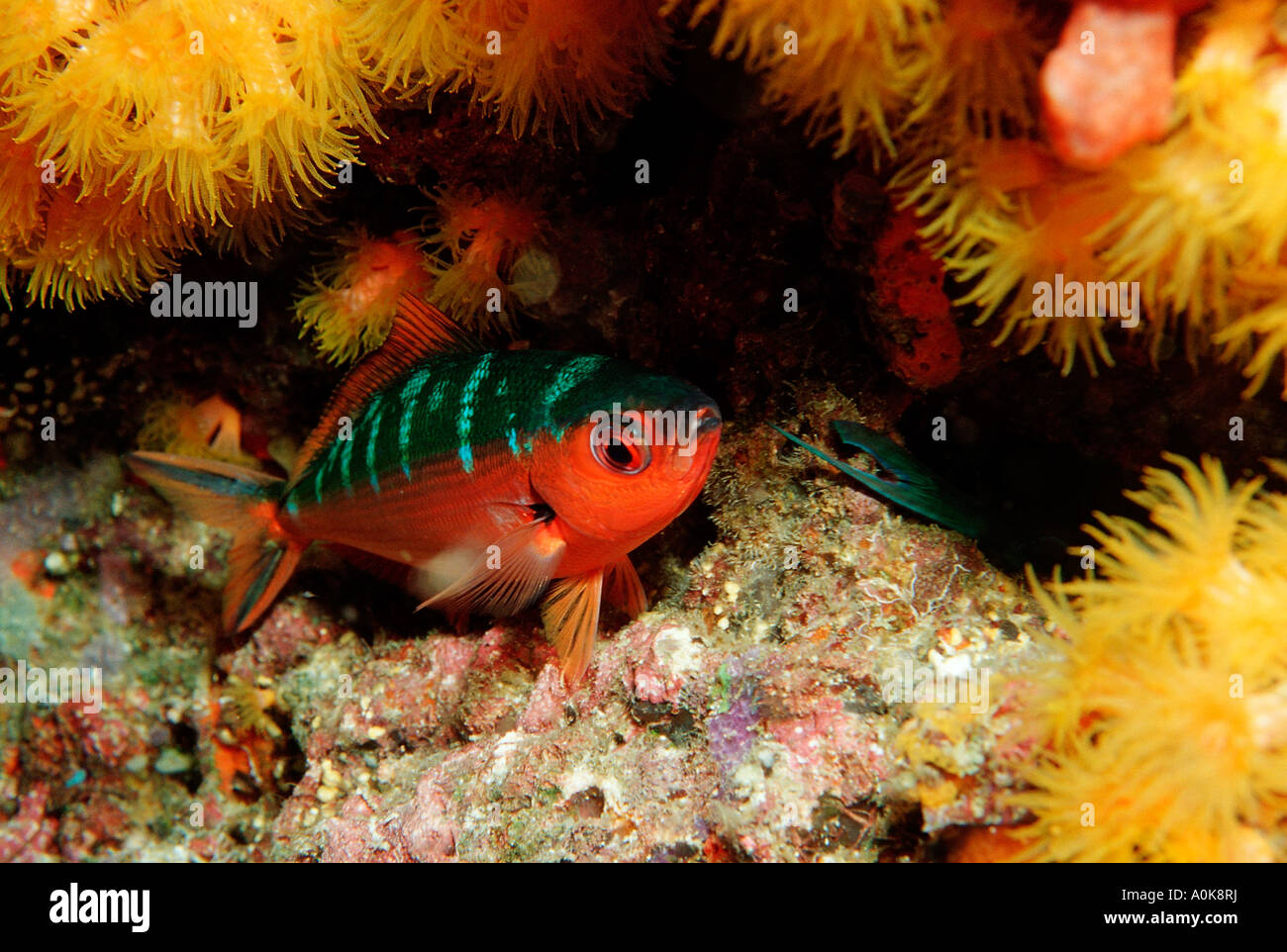 Coloured Coralfish Indian Ocean Maldives Island Stock Photo - Alamy