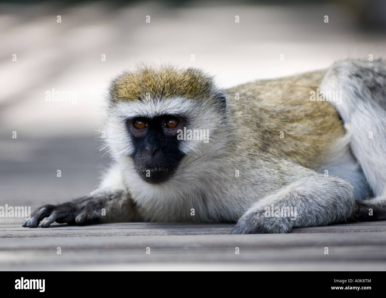 Vervet Green Monkey in Kenya's Maasai Mara Stock Photo - Alamy