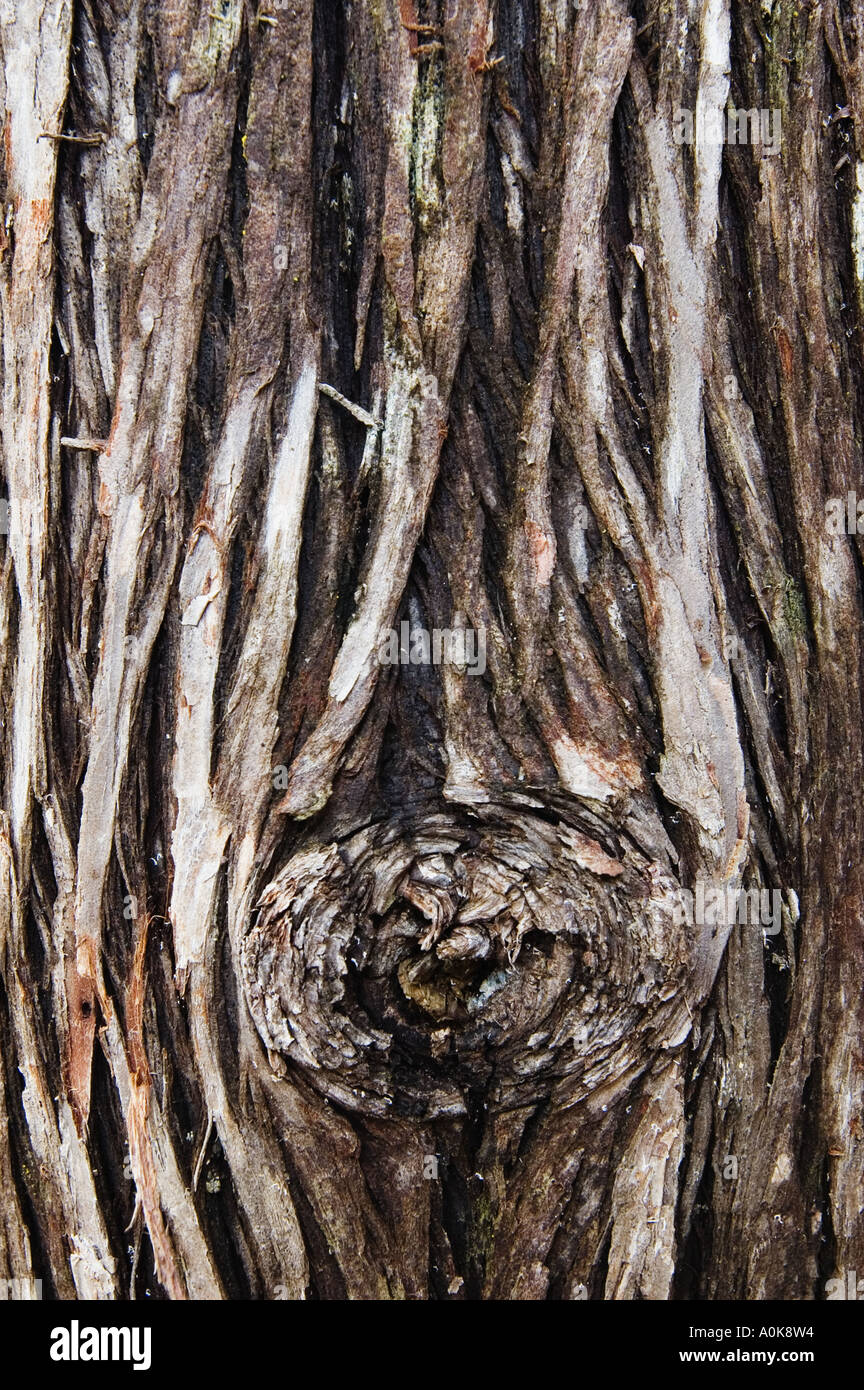 Detail of Bark on Evergreen Tree Near Iron Mountain Michigan Stock ...