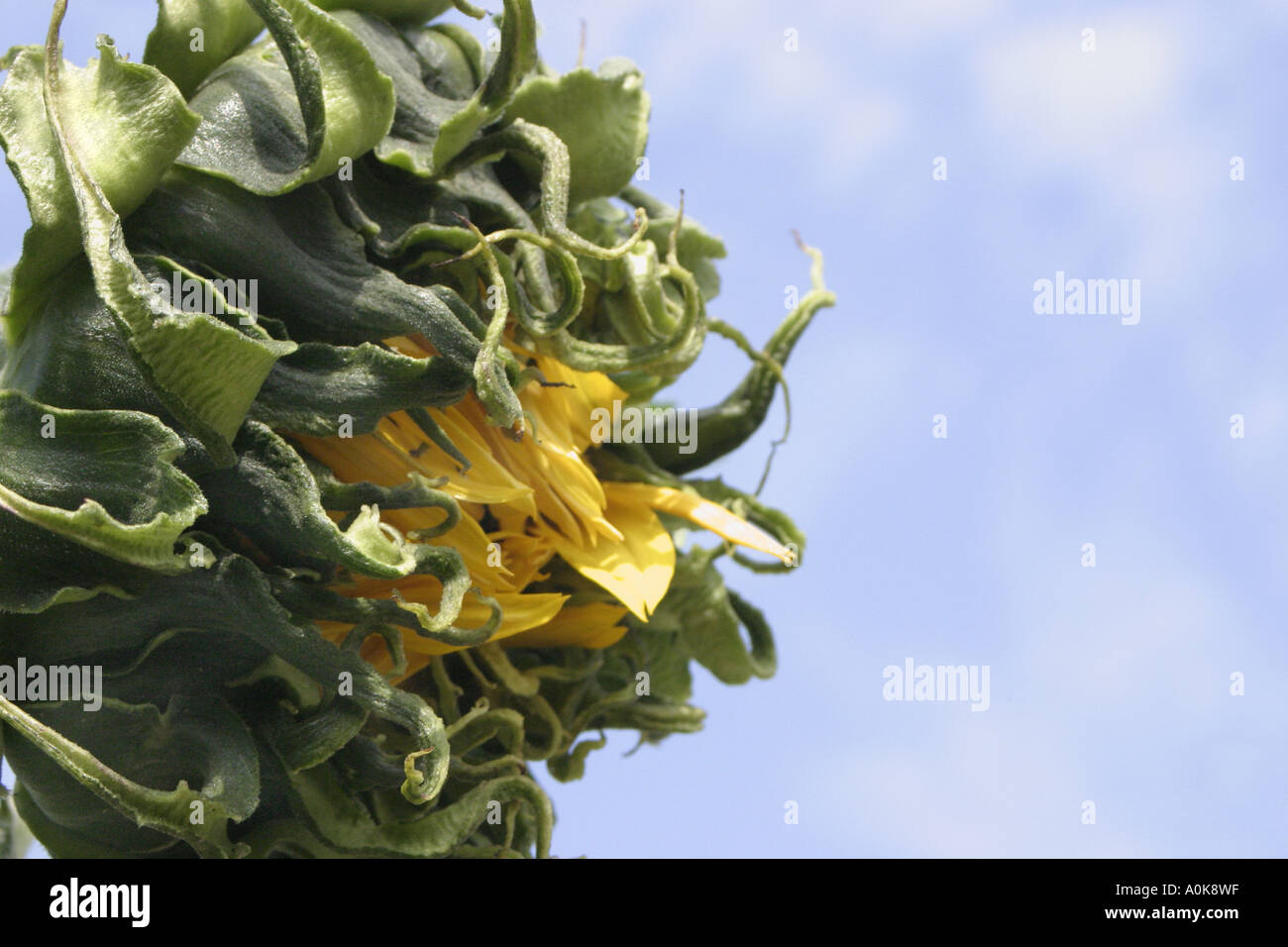 Sunflower, Different Perspective Stock Photo - Alamy