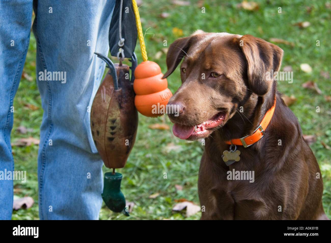 Pheasant hunter with chocolate labrador retriever hi-res stock ...