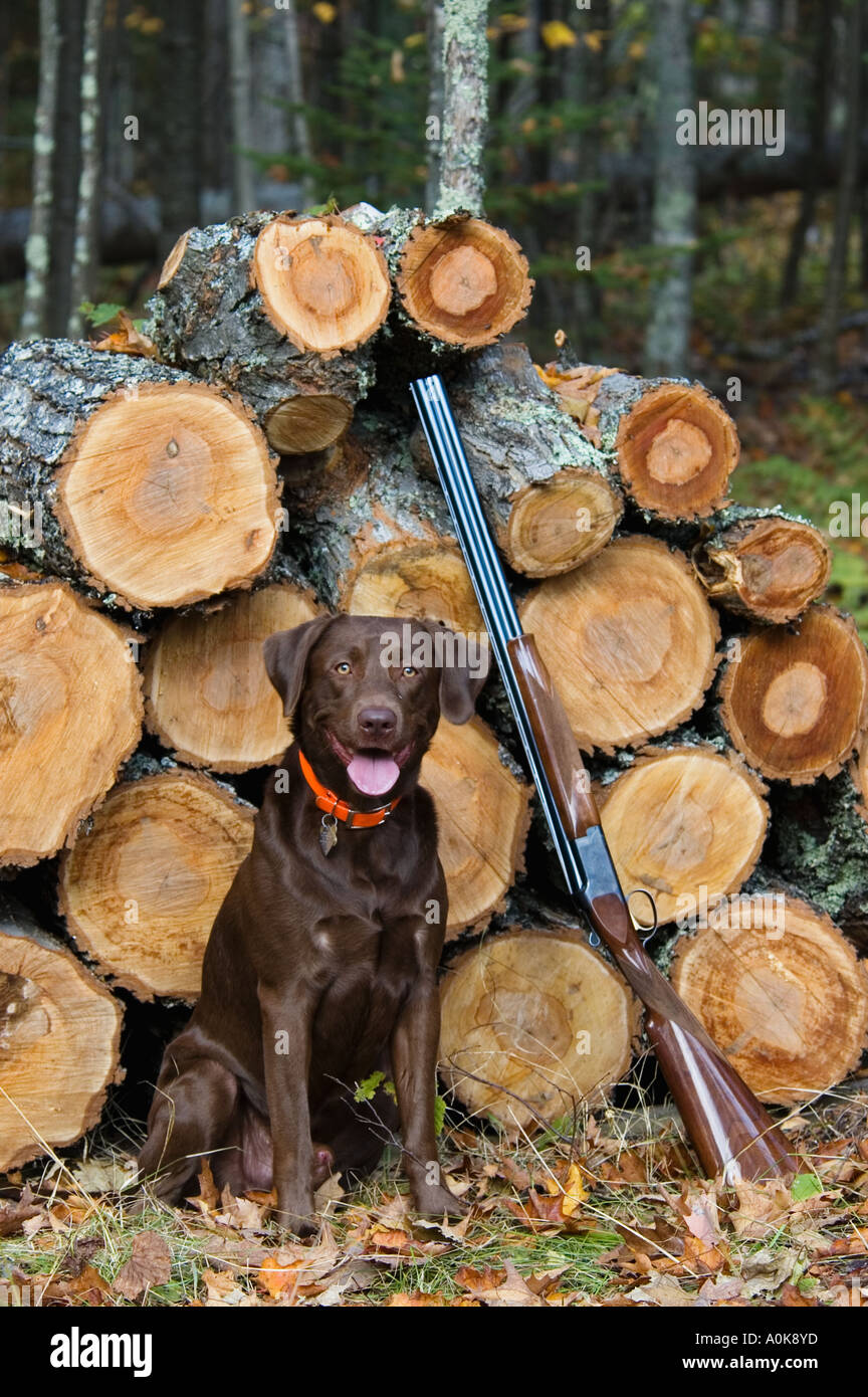 Chocolate Labrador Retriever Sitting Beside Shotgun in Front of Stack ...