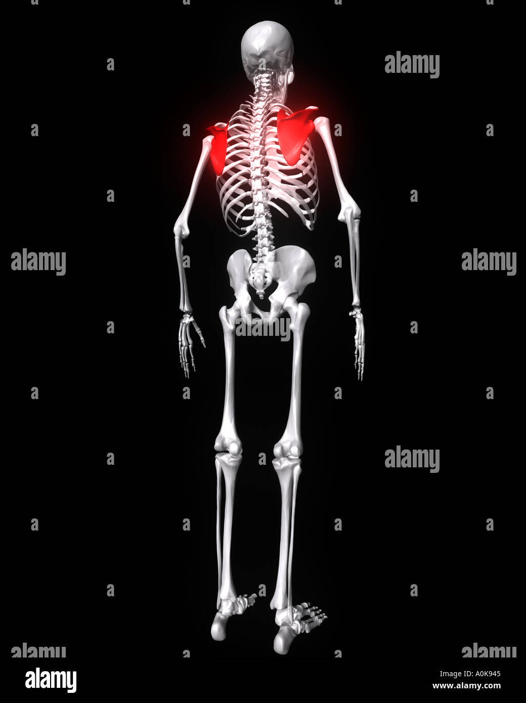 scapula highlighted red on human skeleton Stock Photo - Alamy