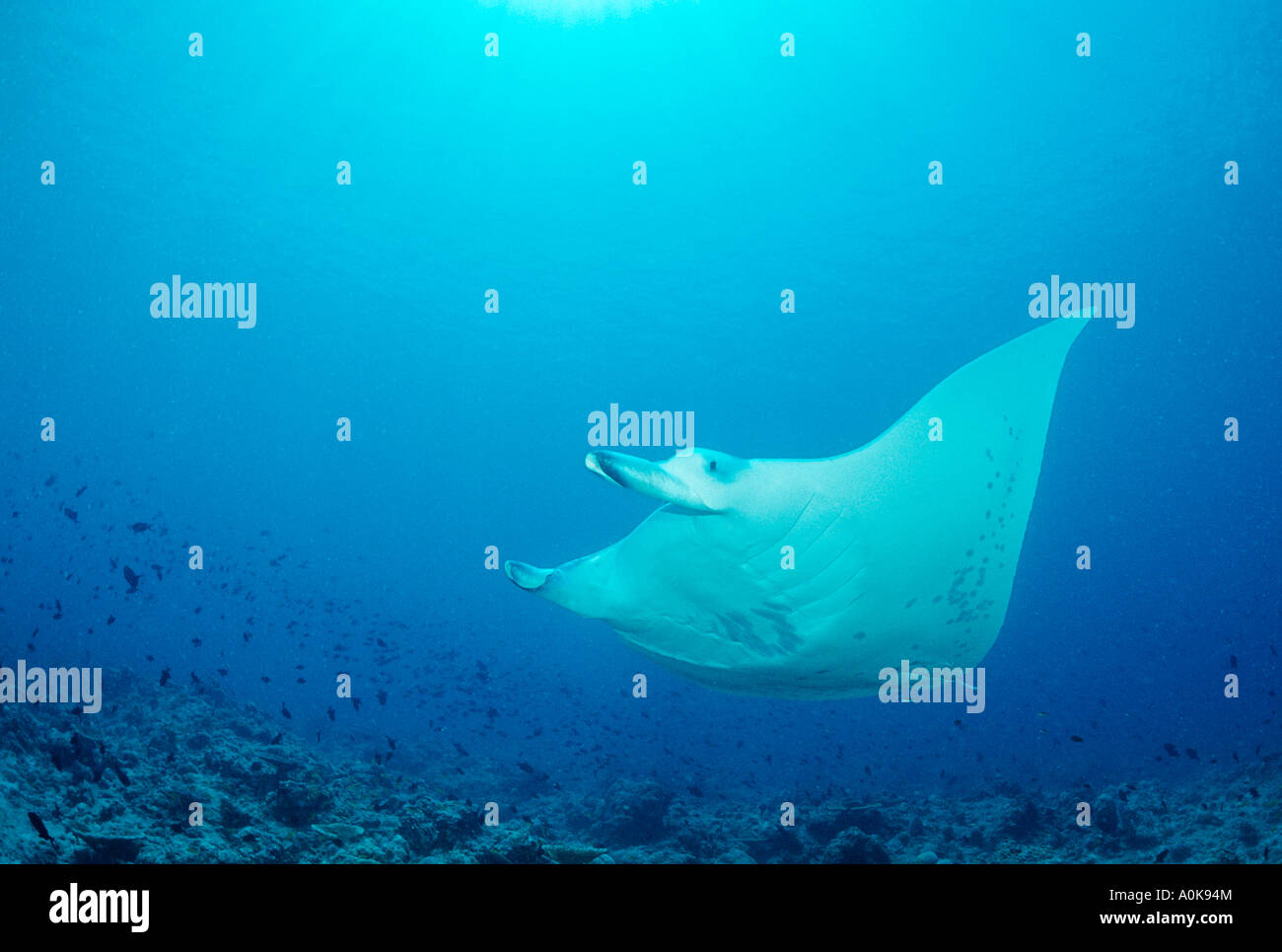 Manta Manta birostris Indian Ocean Maldives Island Stock Photo - Alamy