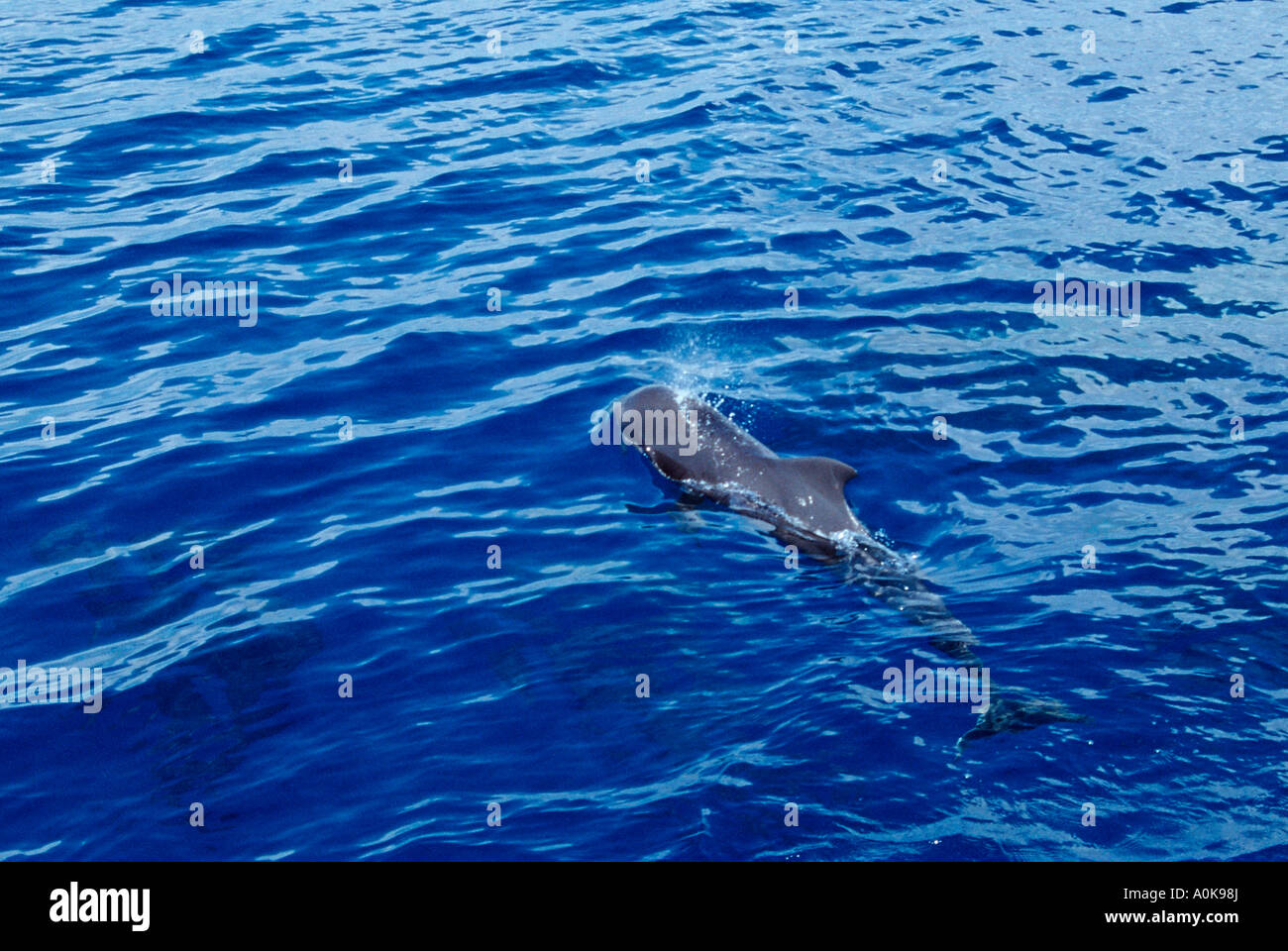 Pilot Whale Globicephala macrorhynchus Indian Ocean Maldives Island ...
