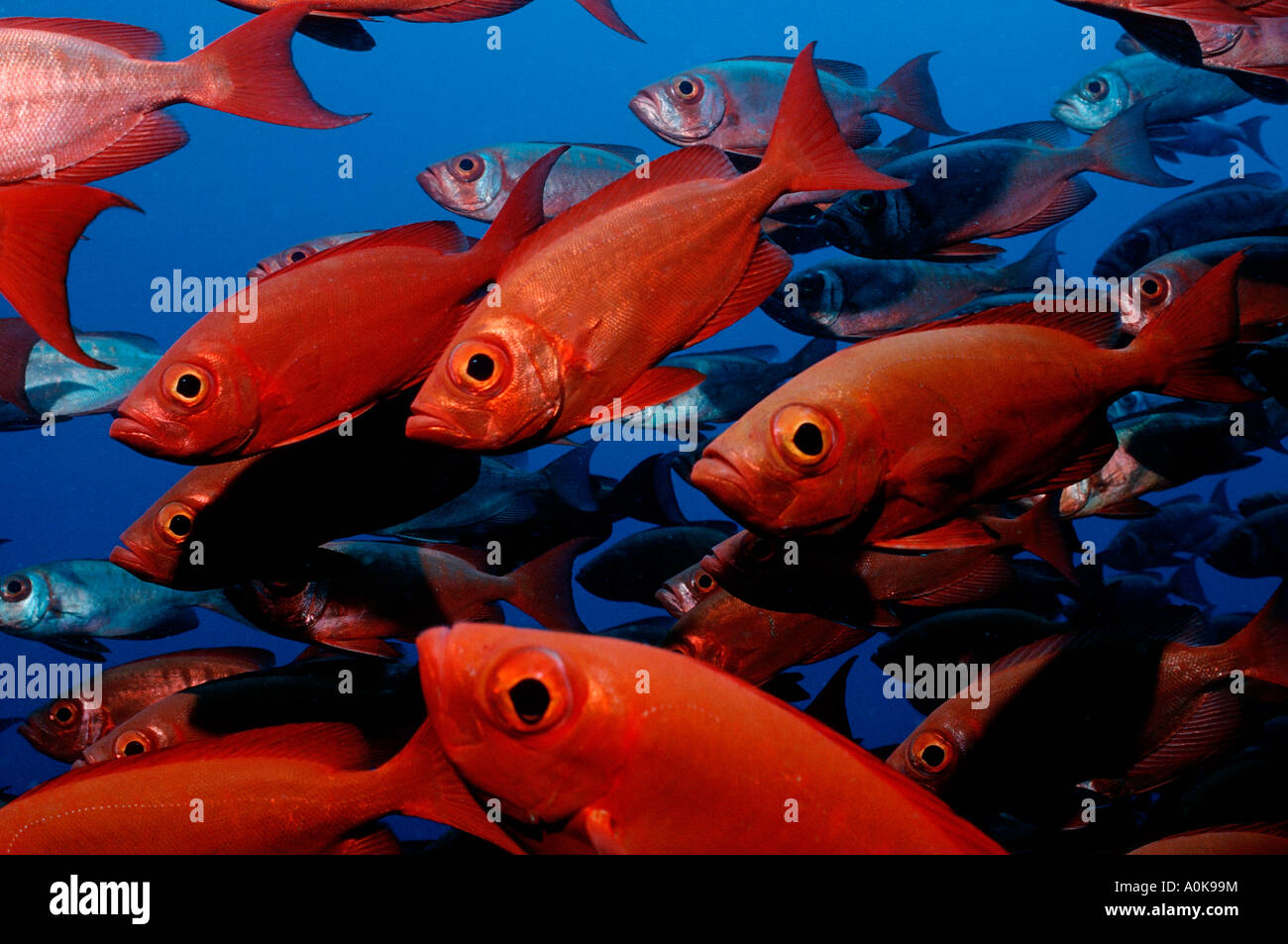 Crescent tail Bigeye Priacanthus hamrur Indian Ocean Maldives Island ...