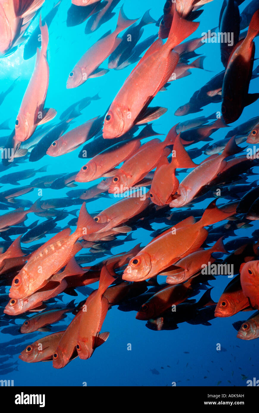 Crescent tail Bigeye Priacanthus hamrur Indian Ocean Maldives Island ...