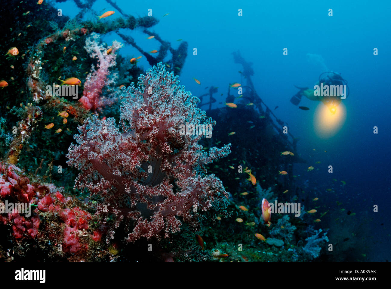 Diving at Halaveli Wreck Indian Ocean Ari Atol Maldives Island Stock ...