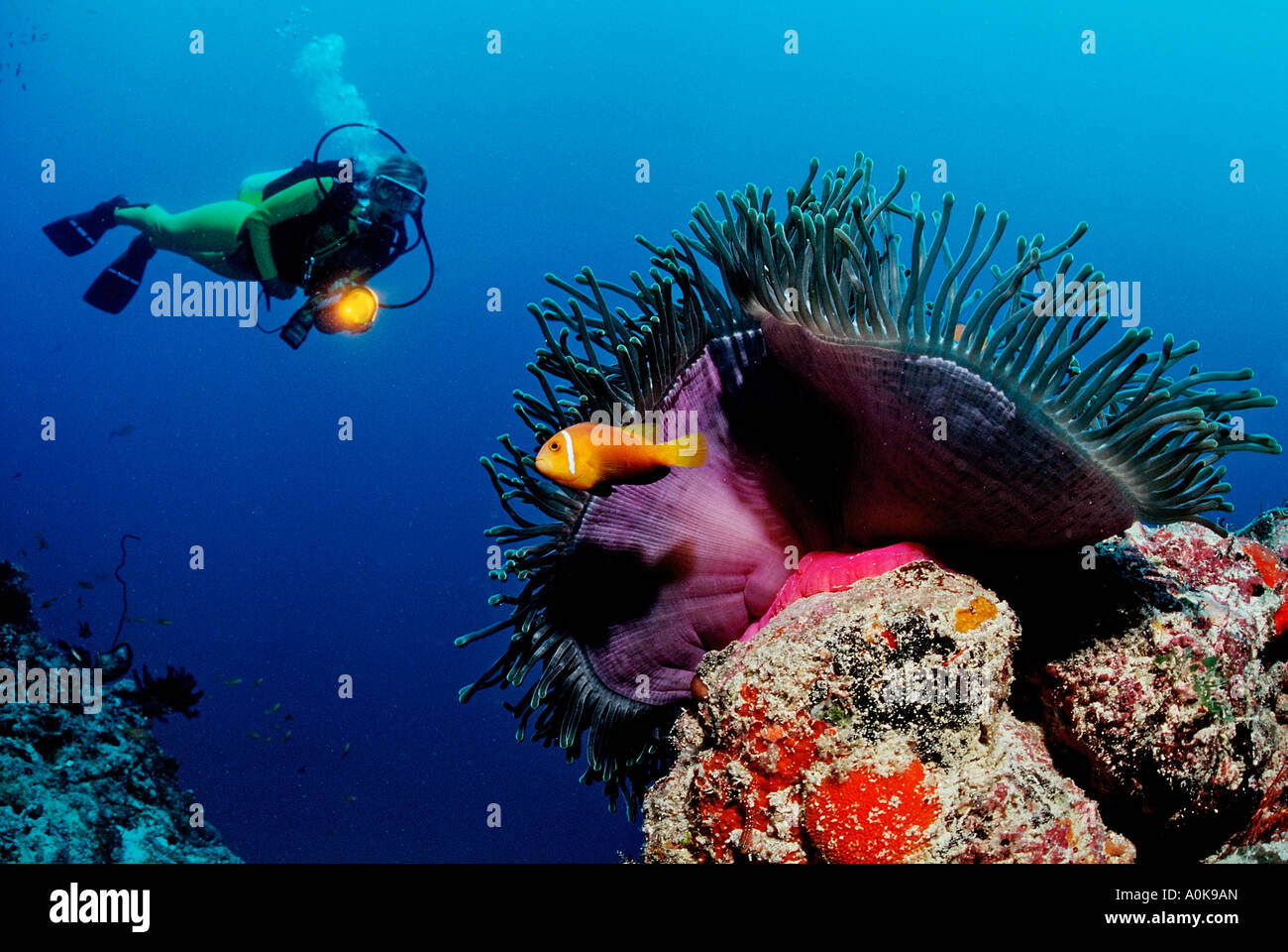 Maldives diving hi-res stock photography and images - Alamy