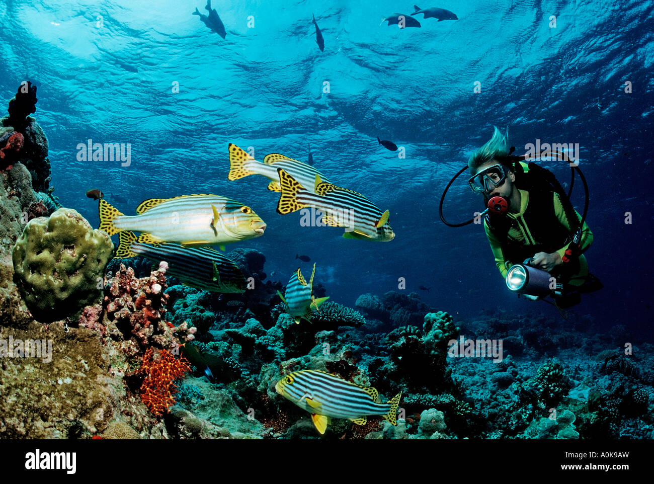 Diving at Coral Reef Indian Ocean Maldives Island Stock Photo - Alamy