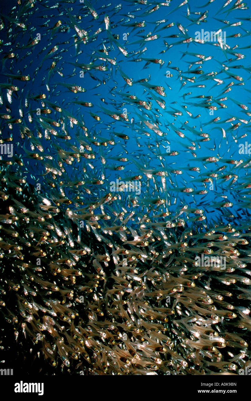 Pygmy sweeper Parapriacanthus ransonneti Indian Ocean Maldives Island ...