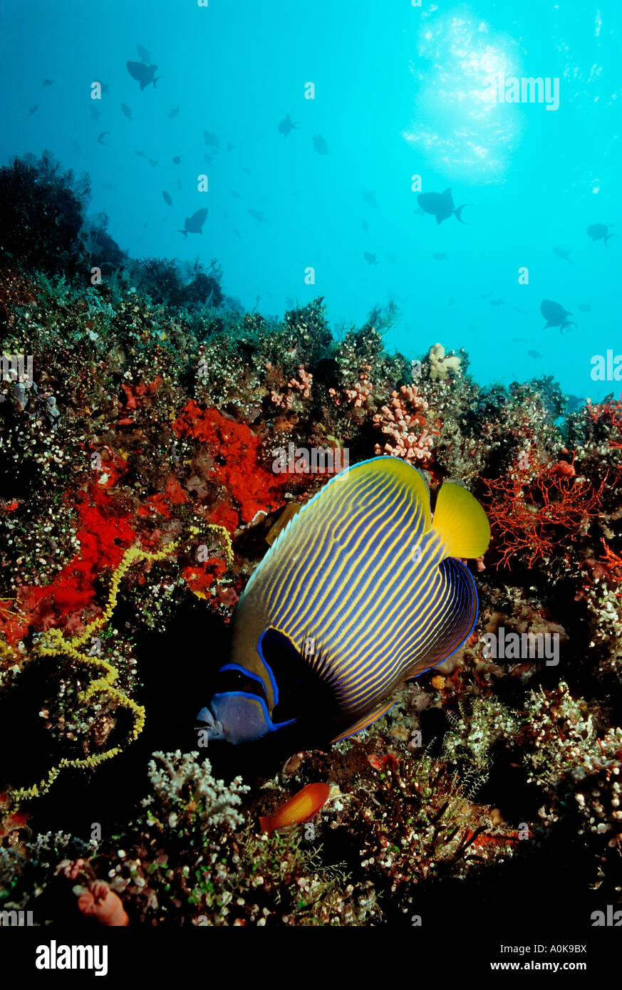 Yellow mask angelfish Pomacanthus xanthometopon Indian Ocean Maldives ...