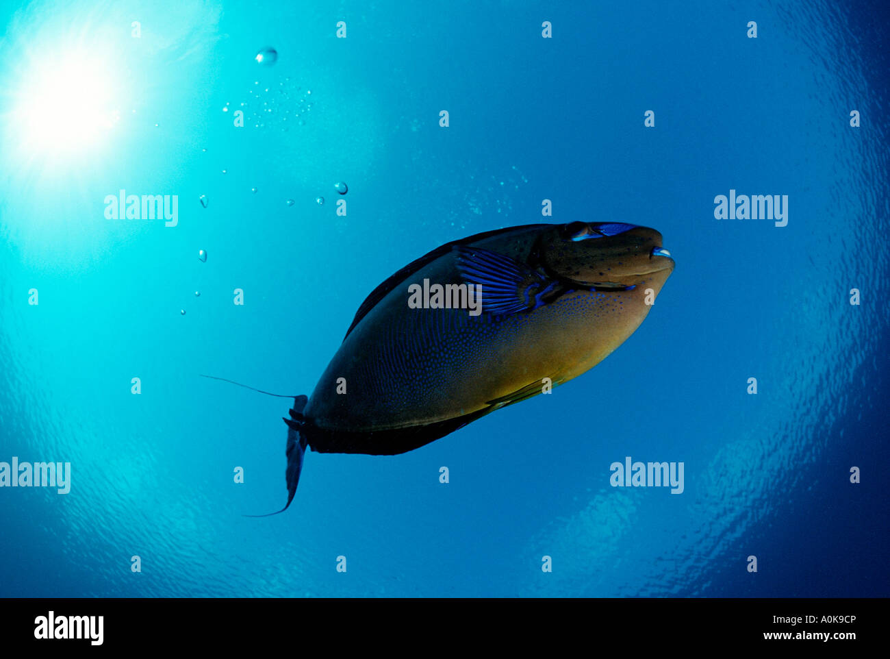 Bignose unicornfish Naso vlamingii Indian Ocean Maldives Island Stock ...