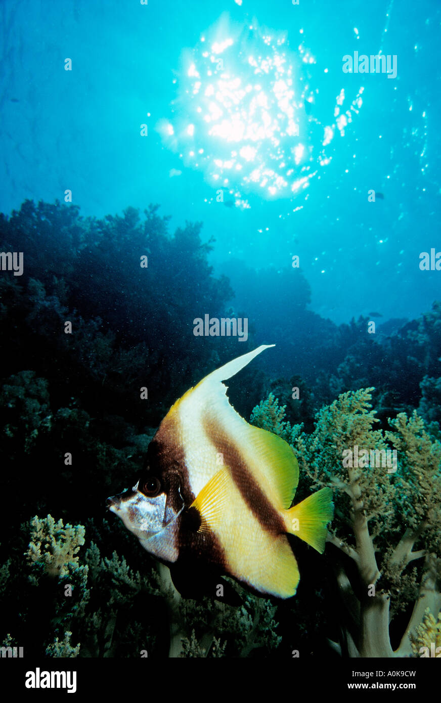 Bannerfish Heniochus sp Indian Ocean Maldives Island Stock Photo - Alamy