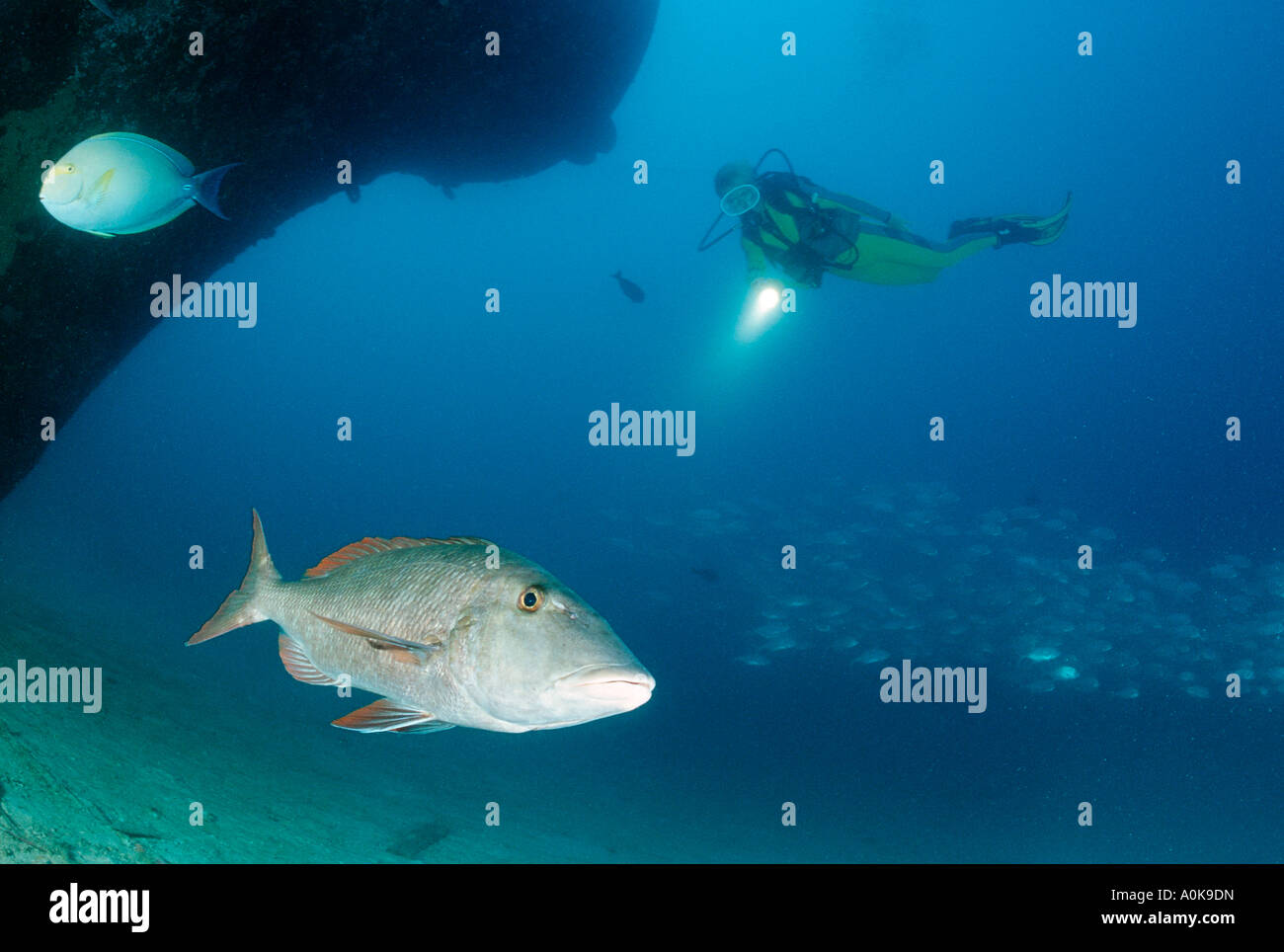 Trumpet emperor lethrinus miniatus indian hi-res stock photography and ...