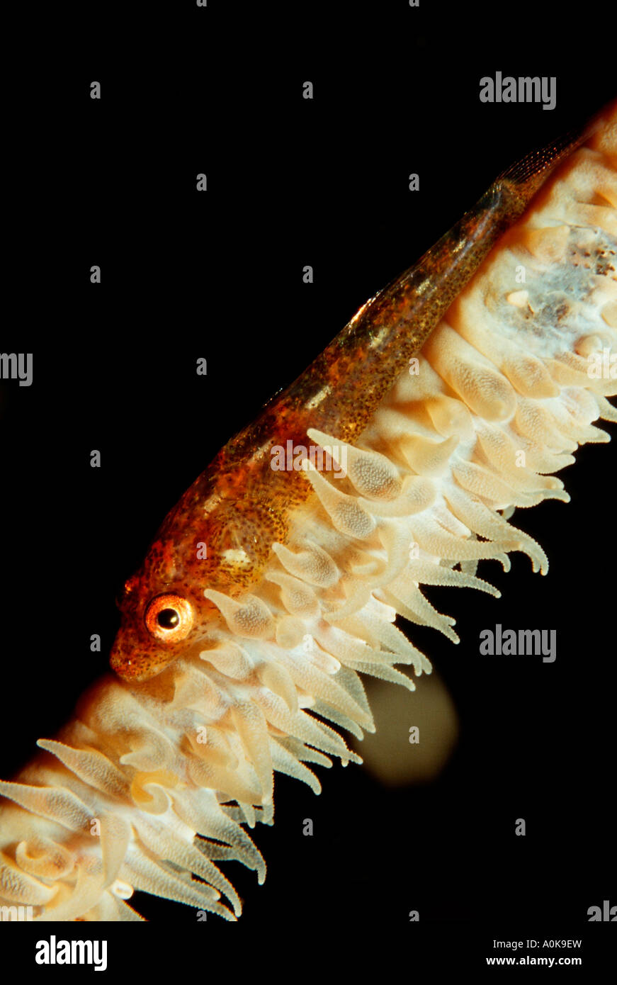 Whip Coral goby Bryaninops youngei Indian Ocean Maldives Island Stock ...
