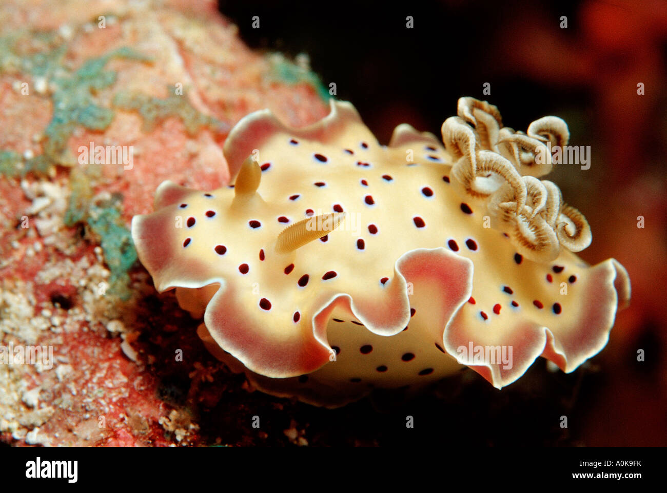 Spotted sea slug Chromodoris tertianus Indian Ocean Maldives Island ...