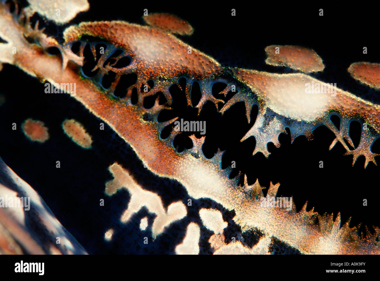 Mantle of Great Clam Tridacna squamosa Indian Ocean Maldives Island ...