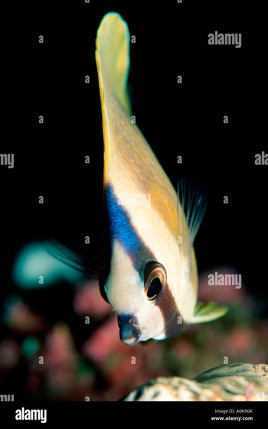 Kleins butterflyfish Chaetodon kleinii Indian Ocean Maldives Island ...