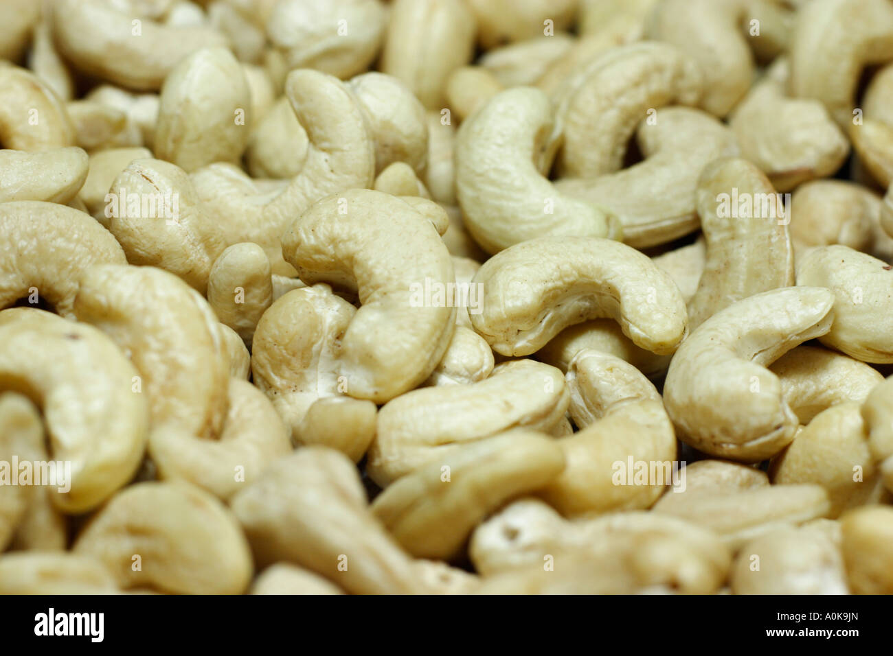 cashew nuts Anacardium occidentale Stock Photo - Alamy