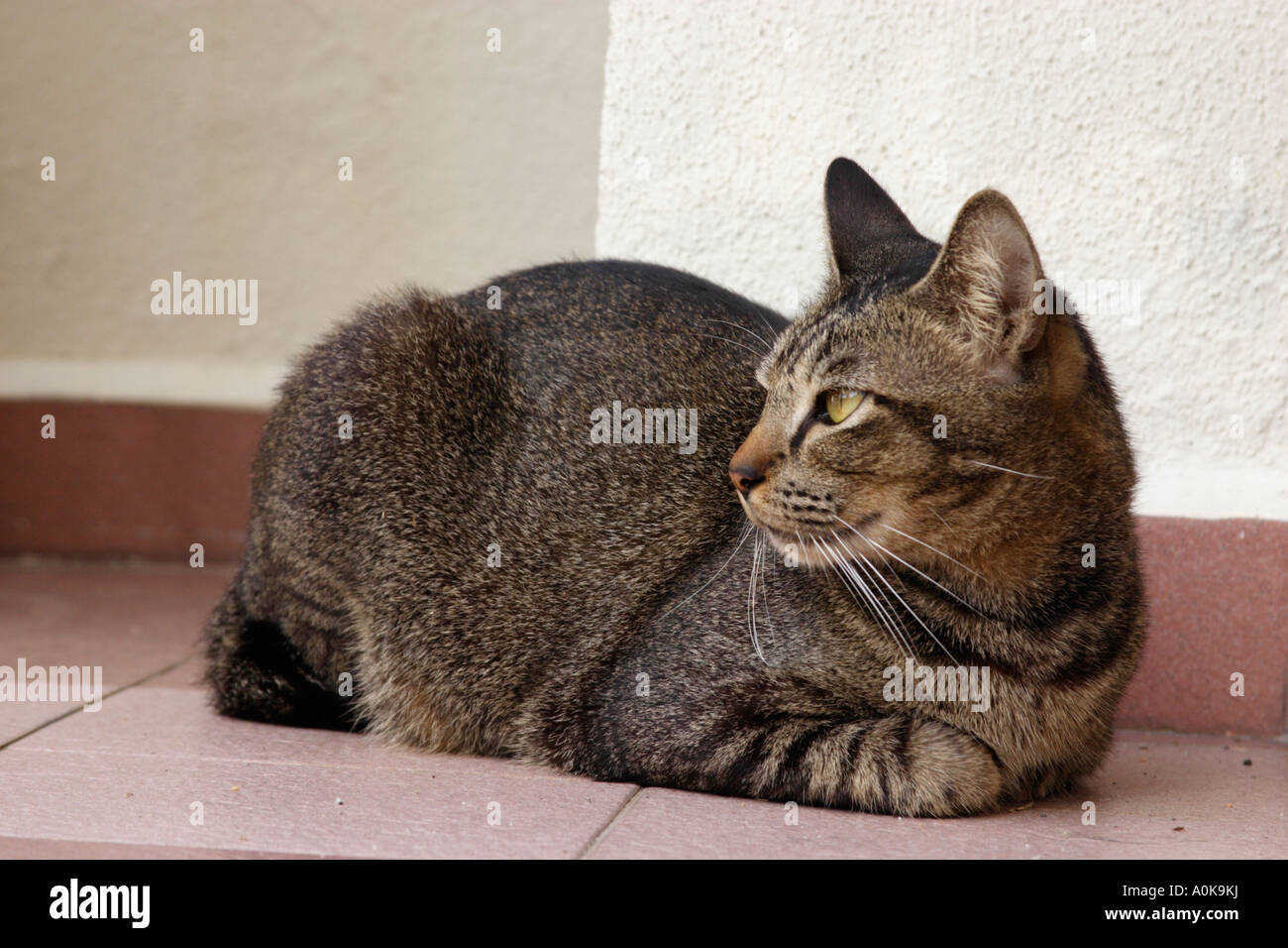 Cat looking sideway hi-res stock photography and images - Alamy