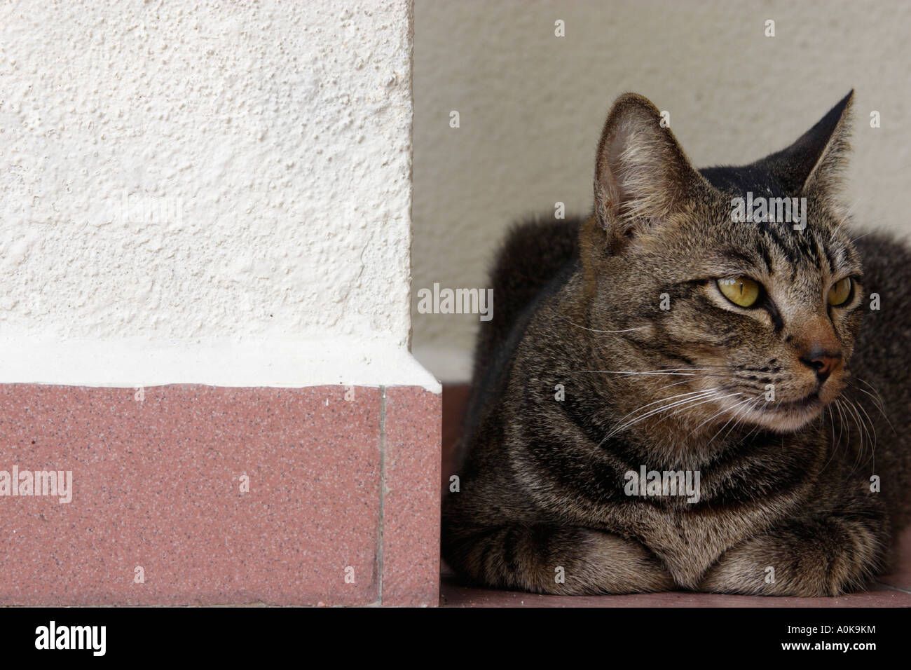Cat looking sideway hi-res stock photography and images - Alamy
